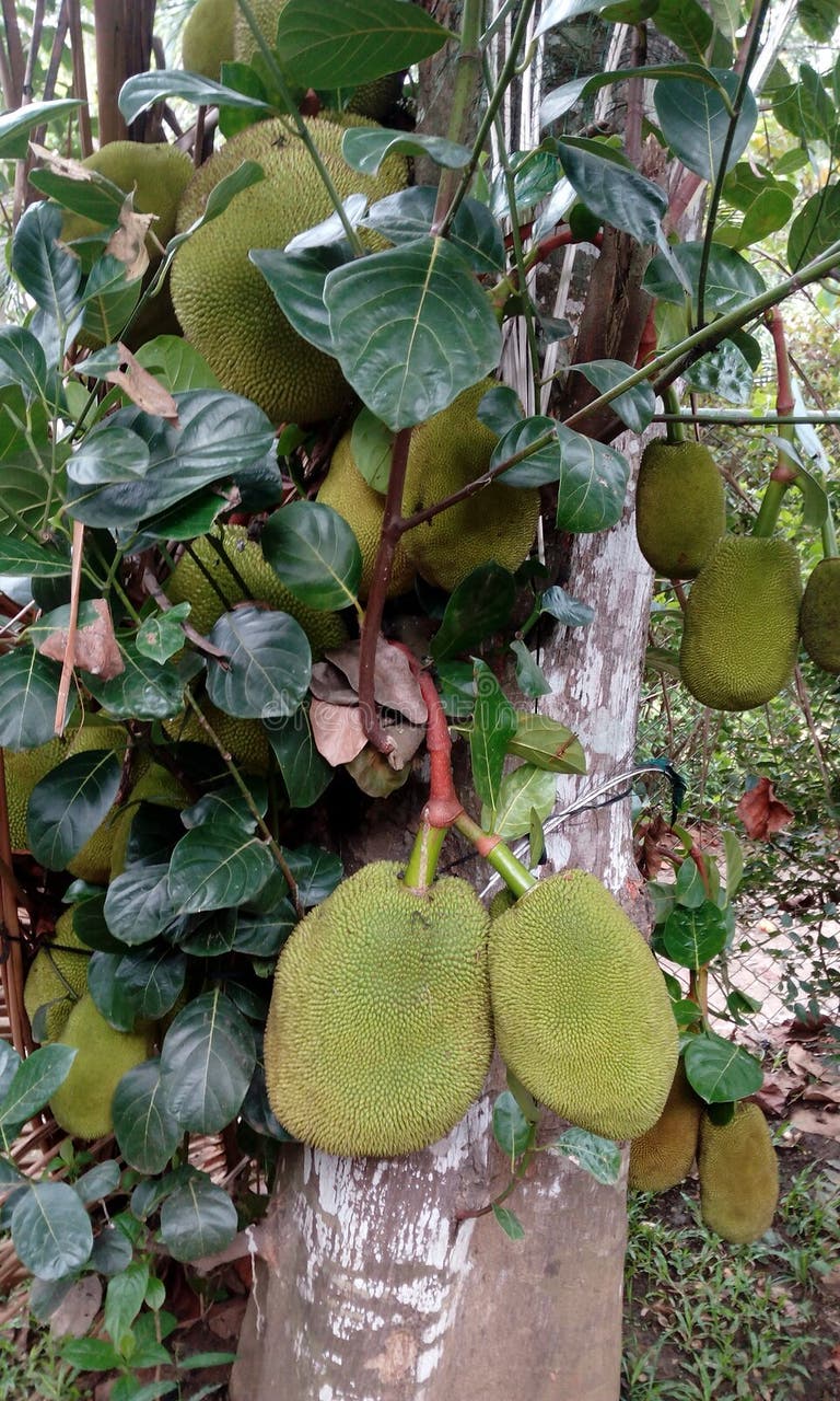 339 Jak Tree Stock Photos - Free & Royalty-Free Stock Photos from ...