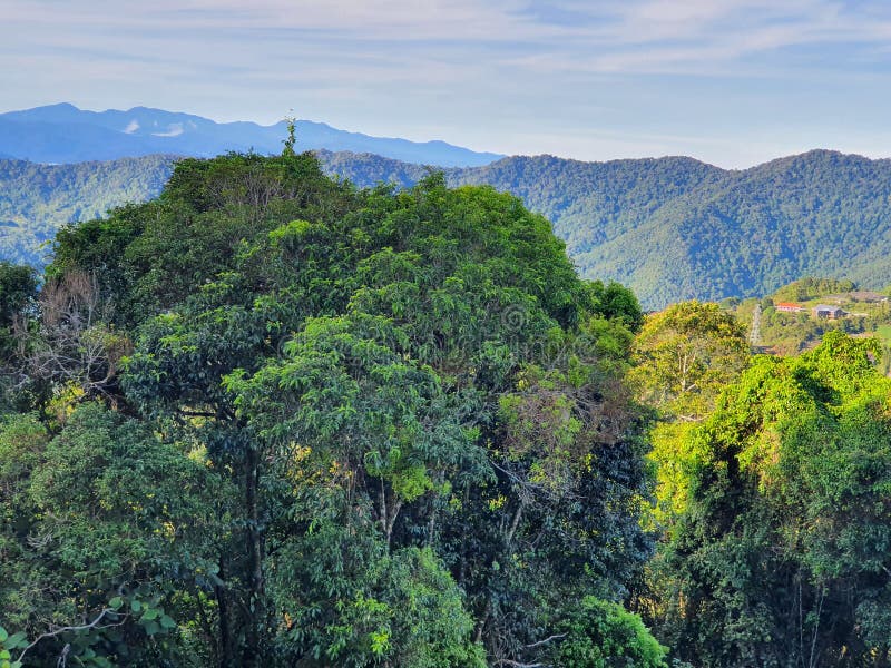 Tree ridge woodland stock image. Image of wilderness - 249142059