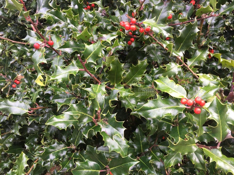 Christmas holly stock image. Image of right, holly, tree - 105494293