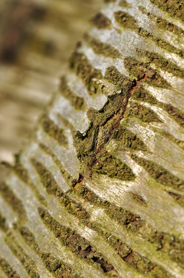 Tree, rind texture stock photo. Image of decorative, tree - 46920130