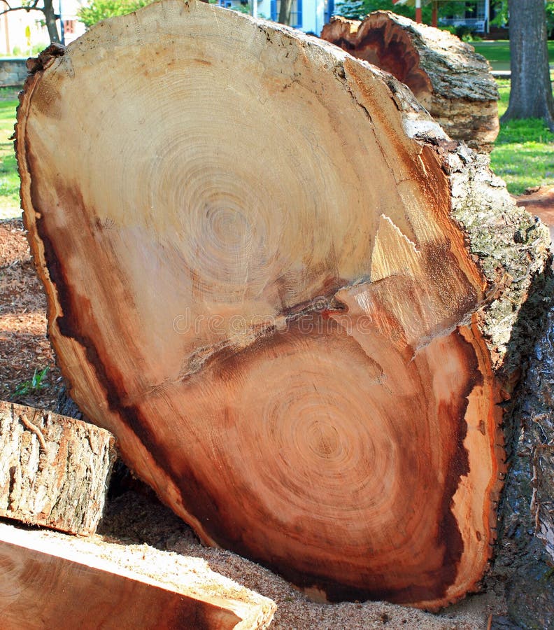 Deforest stock image. Image of destroy, recycle, reuse - 19468993