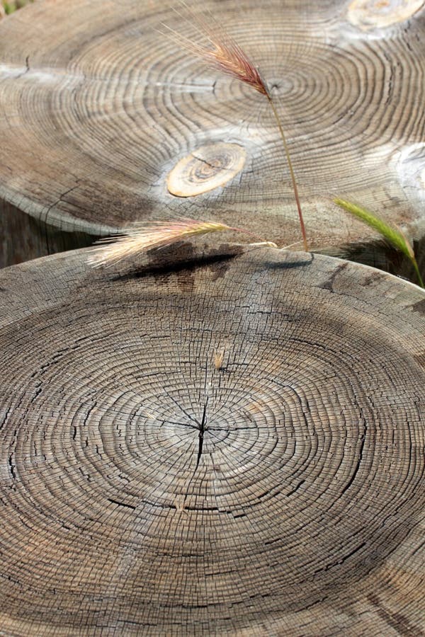 Tree ring stock image. Image of jewelry, furniture, cracked - 192676501