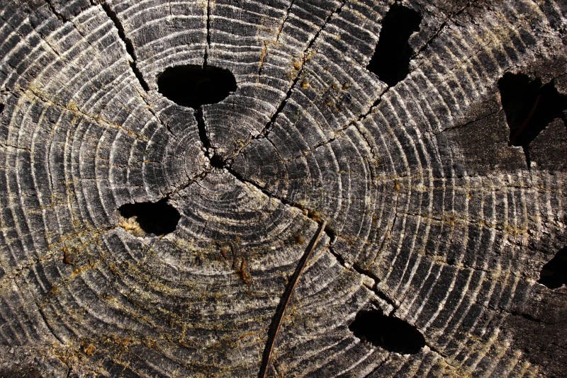 Tree ring stock photo. Image of backgrounds, lumber - 192678450