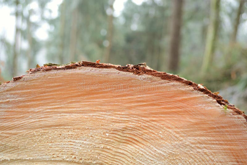 Cut Surface of a Spruce - Growth Rings Stock Image - Image of ecology ...