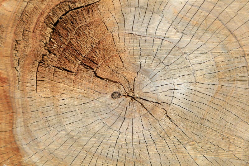 Tree ring close-up stock image. Image of ring, life - 385609865