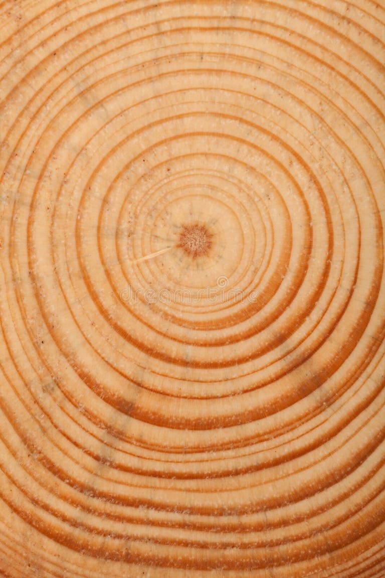 69,415 Tree Ring Stock Photos - Free & Royalty-Free Stock Photos from ...