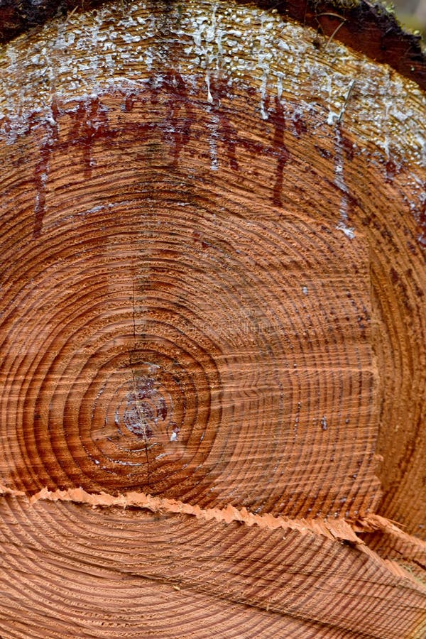 Tree Ring Sap Bleeding stock image. Image of ring, tree - 111521399