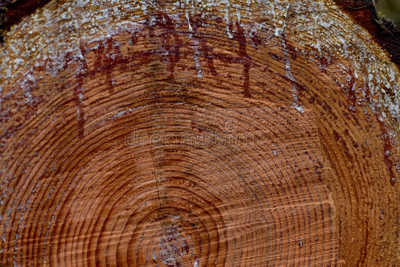 Tree Ring Sap Bleeding stock image. Image of final, bleeding - 111521455