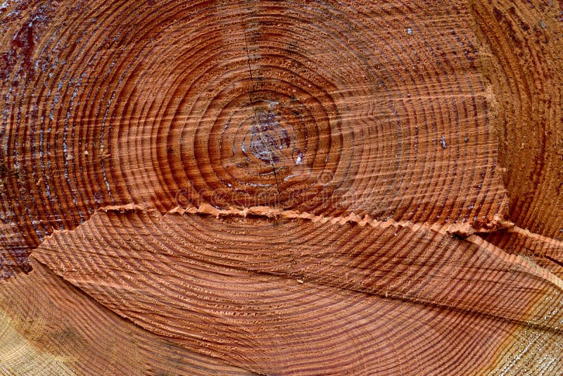 Tree Ring Sap Bleeding stock image. Image of outdoor - 111521737