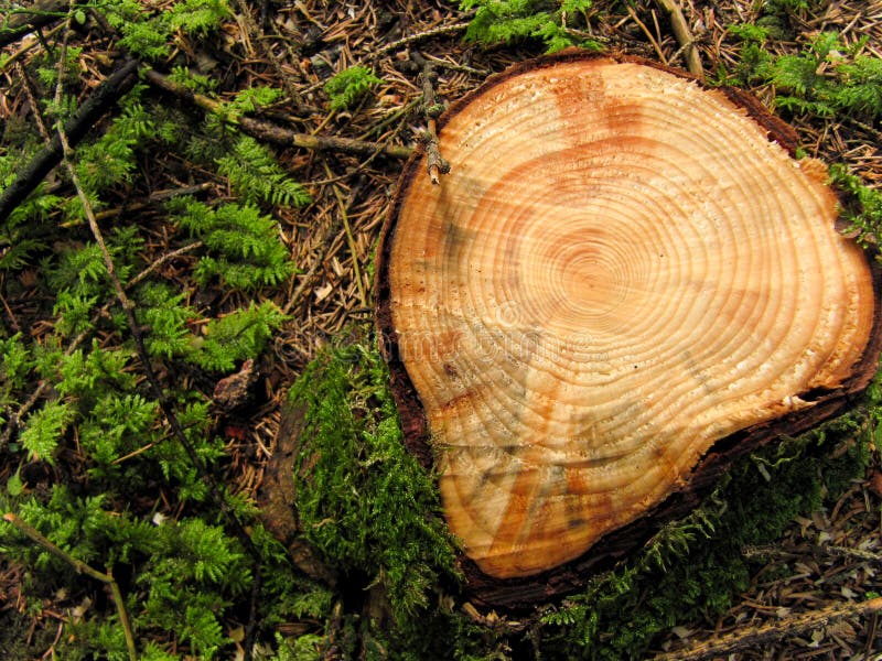 Tree ring. log. wood. stock photo. Image of aged, history - 19682944
