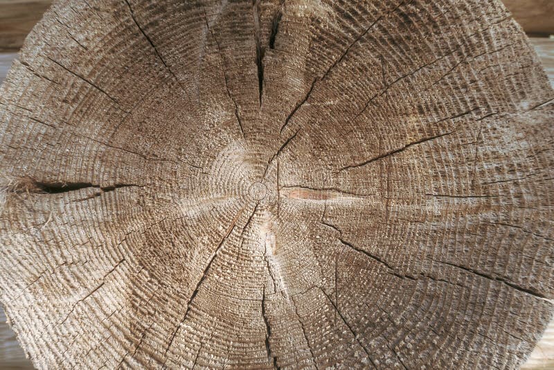 Tree Ring Texture for Background. Closeup. Selective Focus Stock Photo ...