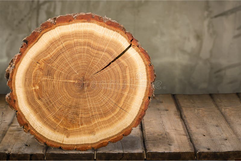 Tree ring stock image. Image of wood, forest, timber - 118532407