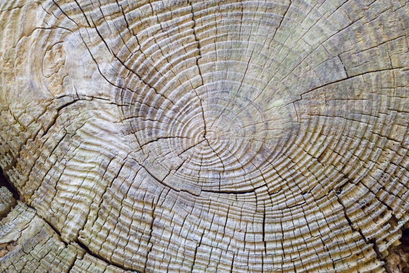 Tree rings 1 stock image. Image of timber, wood, date, lumberjack - 669555