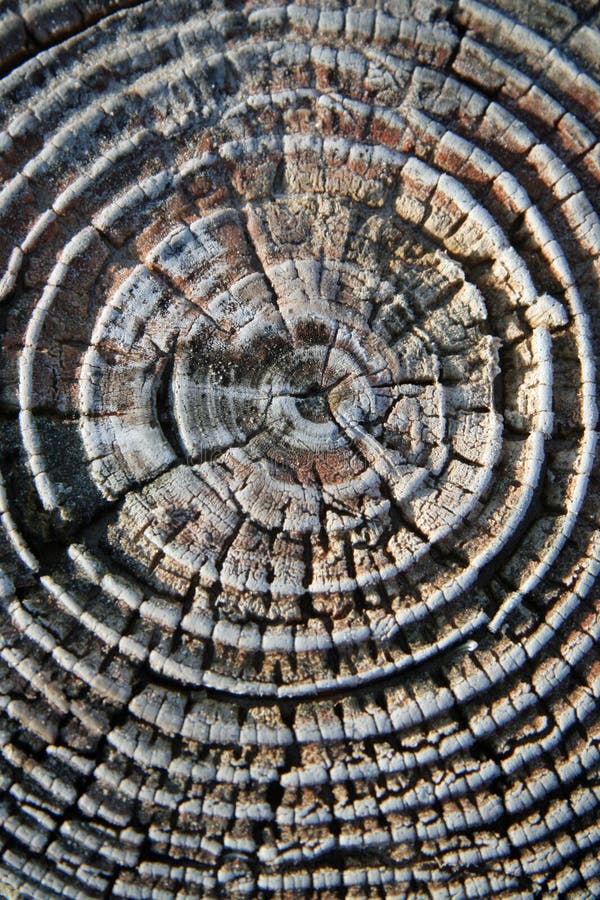 Tree Rings stock image. Image of natural, lumber, softwood - 11820923