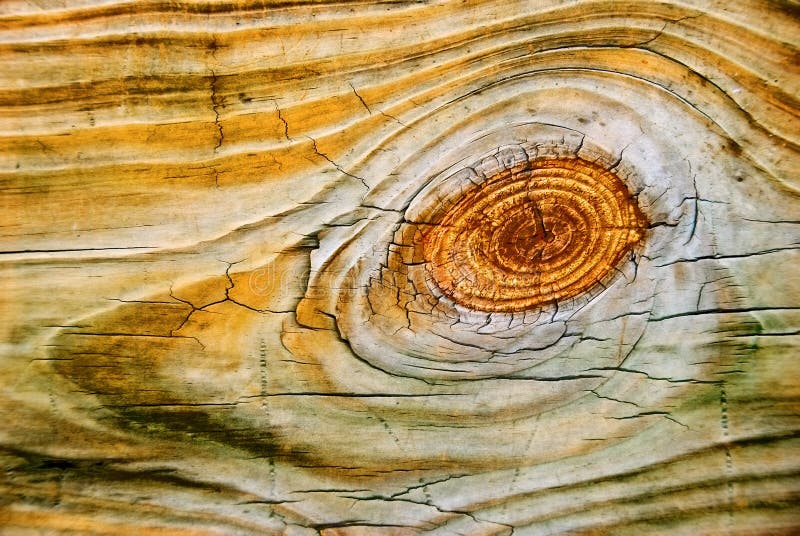 Tree rings stock photo. Image of texture, cross, tree - 13082294