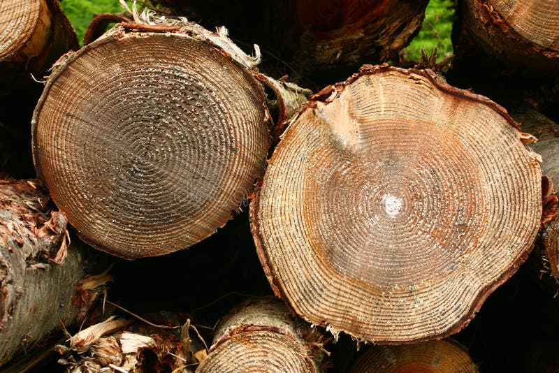 Tree Rings stock image. Image of dendrochronology, woods - 15498731