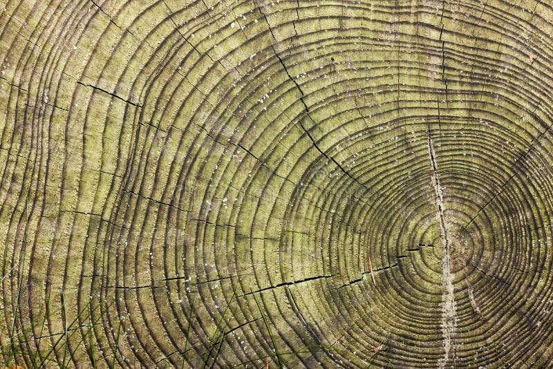 Tree rings in Black Alder stock image. Image of tree - 16891757