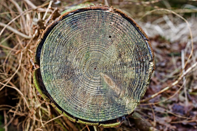 Tree rings in Black Alder stock image. Image of tree - 16891757