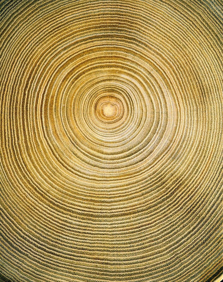 Tree Rings stock image. Image of vertical, ring, history - 17881593