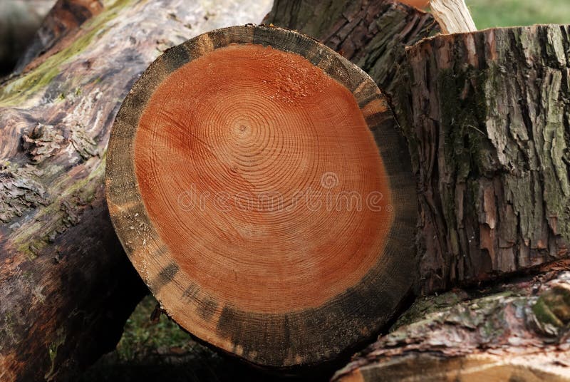 Tree rings stock photo. Image of weathered, closeup, wooden - 1941664