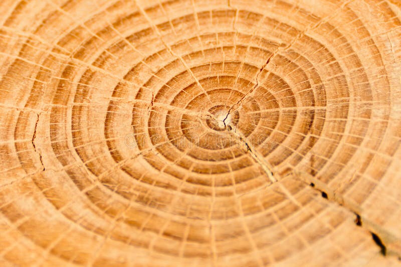 Tree rings stock photo. Image of timber, texture, circle - 21726898