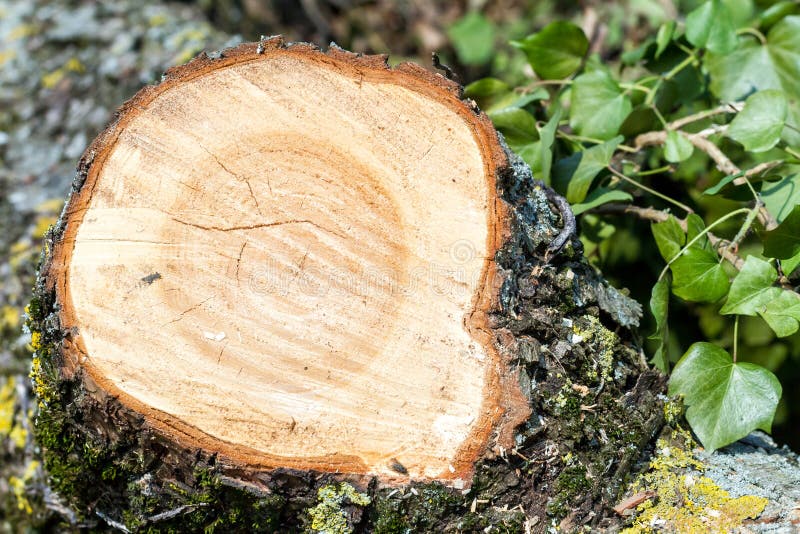 Tree rings stock photo. Image of textured, natural, bark - 24201068