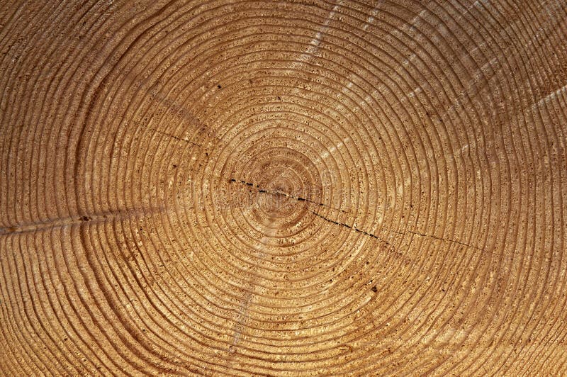 Tree rings stock photo. Image of grained, wood, tree - 26295408