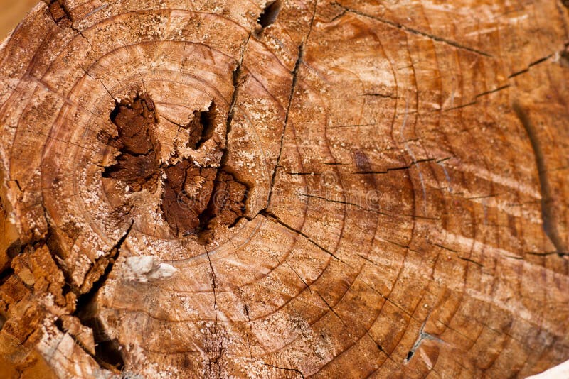 Rotting wood stock image. Image of wood, macro, background - 793075