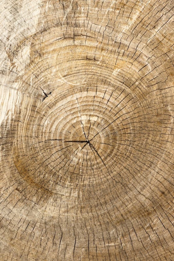 Tree rings stock photo. Image of texture, detail, wooden - 27595666