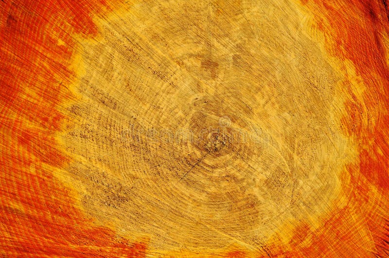Tree Rings stock photo. Image of macro, natural, hardwood - 28186714