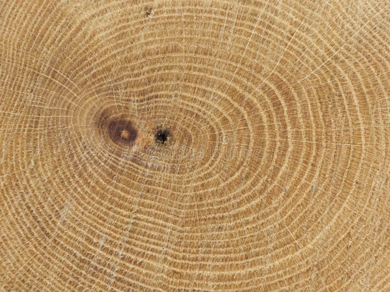 Tree Rings stock image. Image of growth, lumber, timber - 3936065