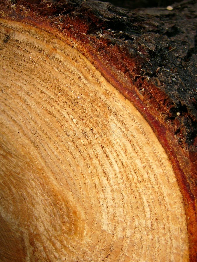 Tree rings stock image. Image of close, composition, casca - 651073