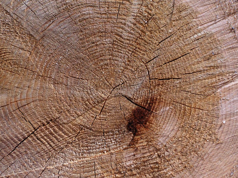 Tree rings stock image. Image of form, natural, tree, ring - 890435