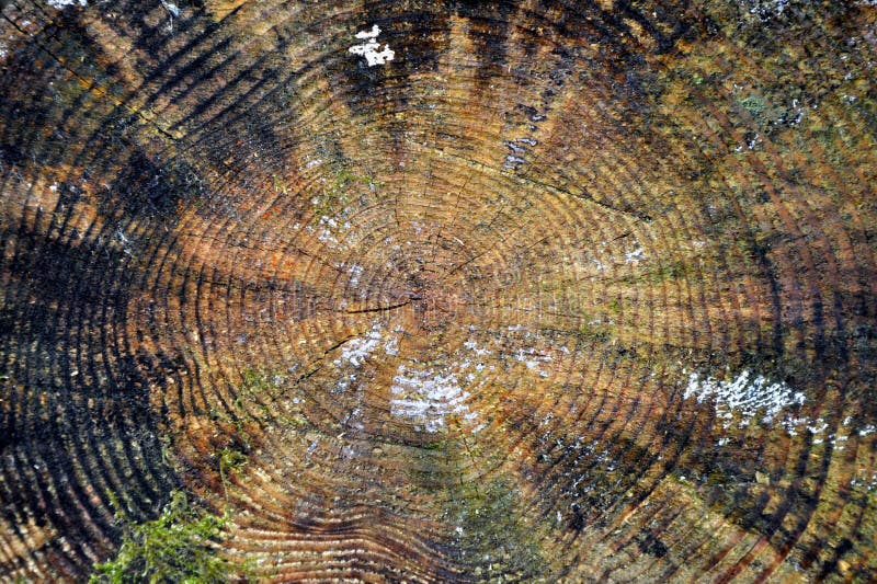 Tree Rings Abstract Background Stock Image - Image of grain, history ...