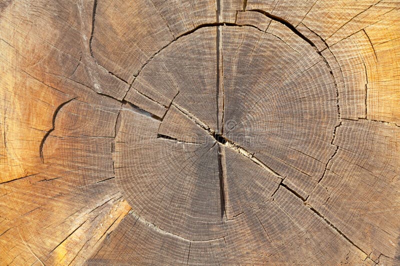 Tree rings background stock photo. Image of effect, growth - 269568328