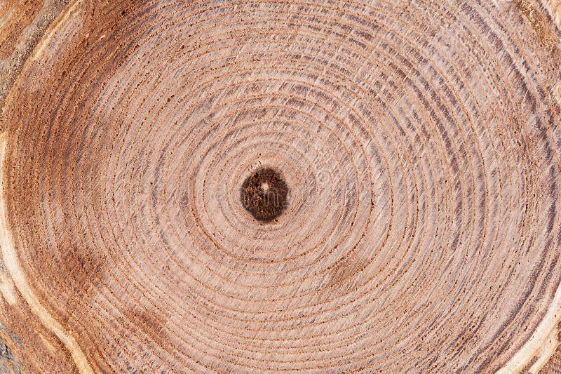 Tree rings background stock image. Image of concentric - 65713993