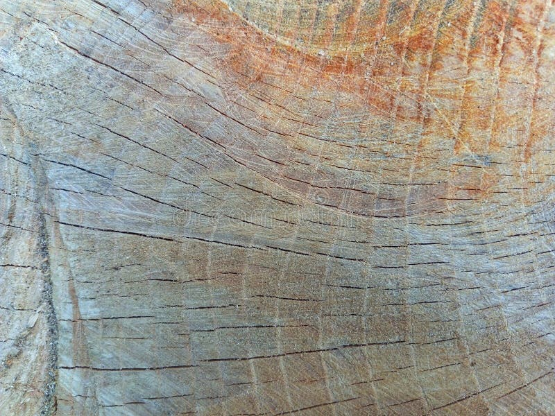 Tree Rings. Background Nature. Nature Texture. Abstract Nature. Stock ...