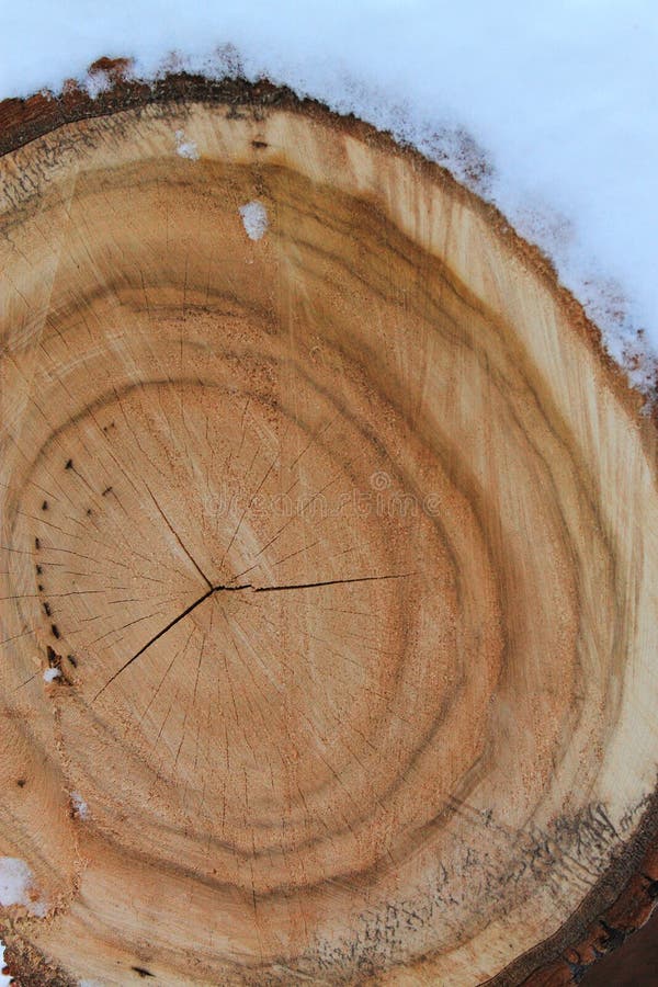 Tree Rings stock photo. Image of fuel, sawed, cord, outdoors - 54222844