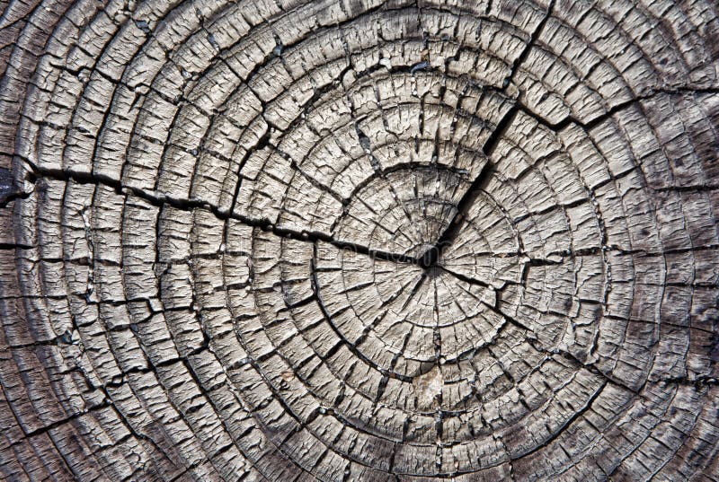 Tree Rings Close Up stock photo. Image of rings, spruce - 75815420