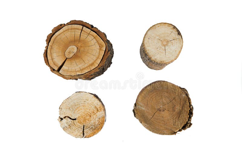 Tree Rings Closeup Isolated on White Background Stock Photo - Image of ...