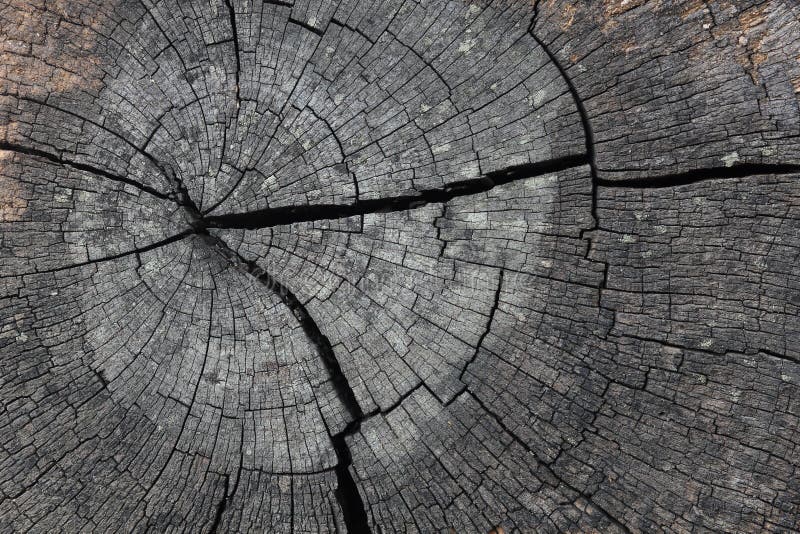 Tree rings stock image. Image of nature, concentric, macro - 41228193
