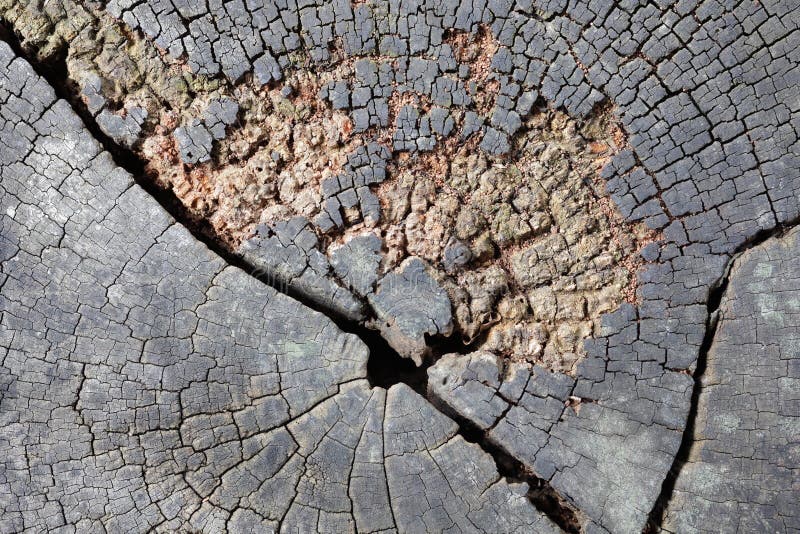 Tree rings stock photo. Image of nature, macro, aging - 42600628