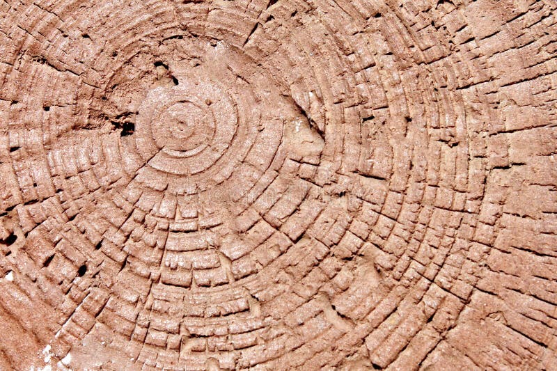 Tree rings stock photo. Image of closeup, environment - 67684234