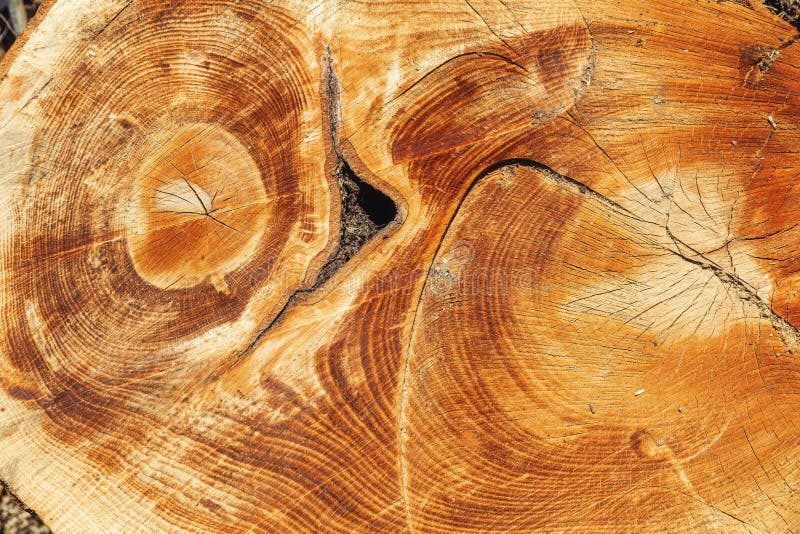 Tree Rings with a Cross Section of Cut Wood. Stock Photo - Image of ...