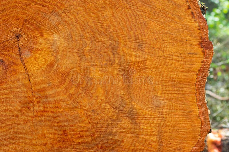 514 Log End Grain Texture Stock Photos - Free & Royalty-Free Stock ...
