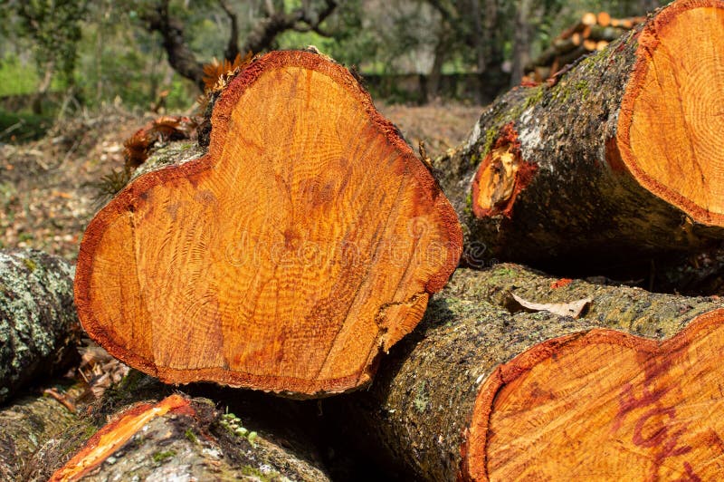 Tree Rings on a Crosscut End of a Log Stock Image - Image of abstract ...