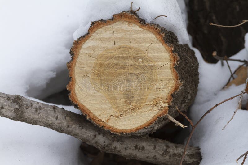 Tree Rings, Cut Tree, Close Up Stock Image - Image of trunk, monochrome ...