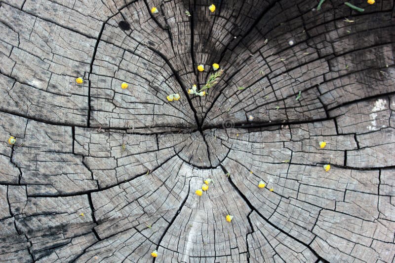 Tree rings. stock image. Image of lumber, dead, abstract - 189183499