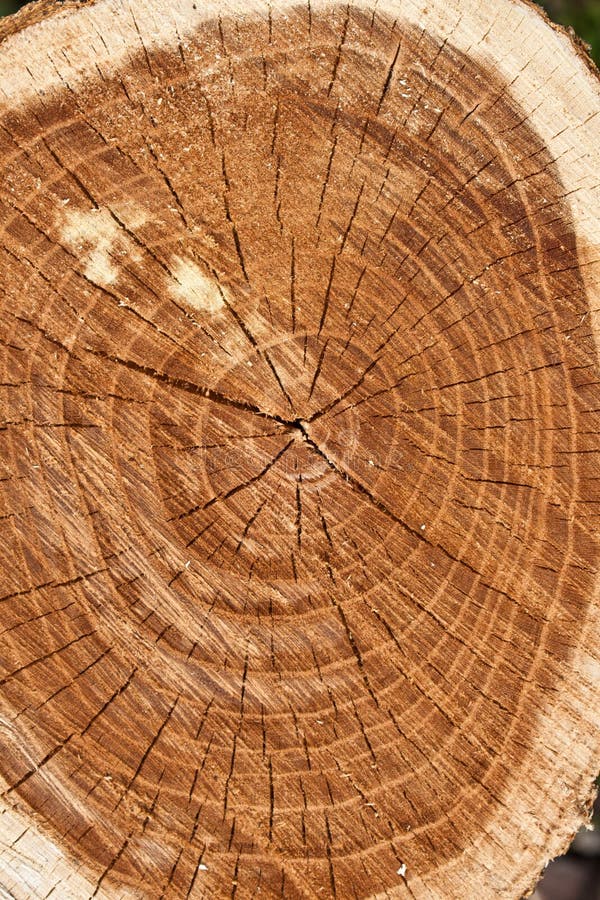 Tree rings stock image. Image of floral, forest, cracks - 70941069