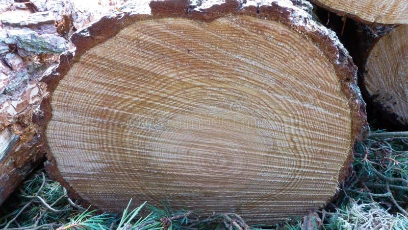 Tree rings stock image. Image of detail, trees, tree - 46439639